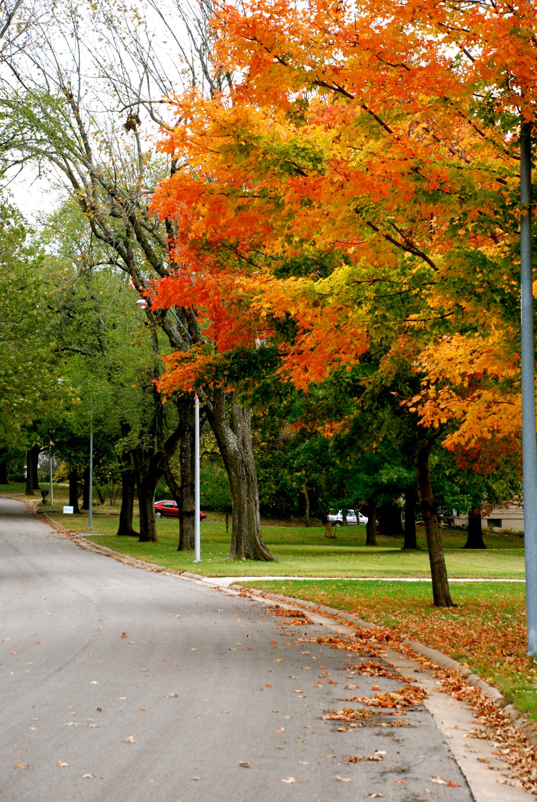 Kansas City Autumn – Bonnie Saul Wilks